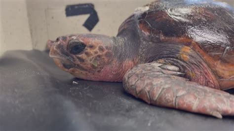 Hypothermic Loggerhead Turtle Rescued From The Salish Sea