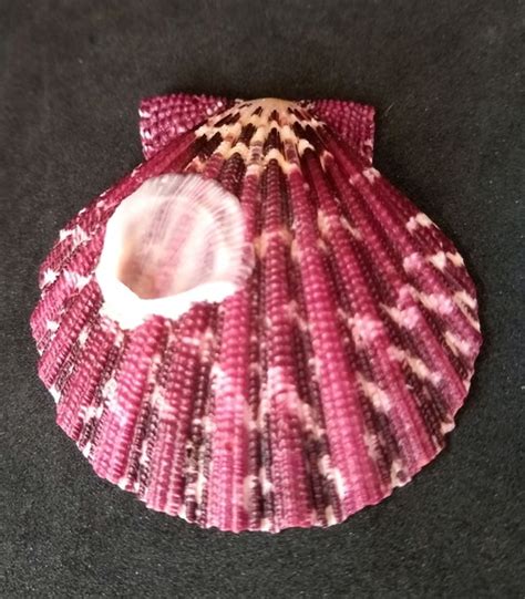 Lote 304 A Concha Scalop Shell Elo7 Produtos Especiais