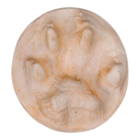 Bobcat Negative Footprint — Skulls Unlimited International Inc