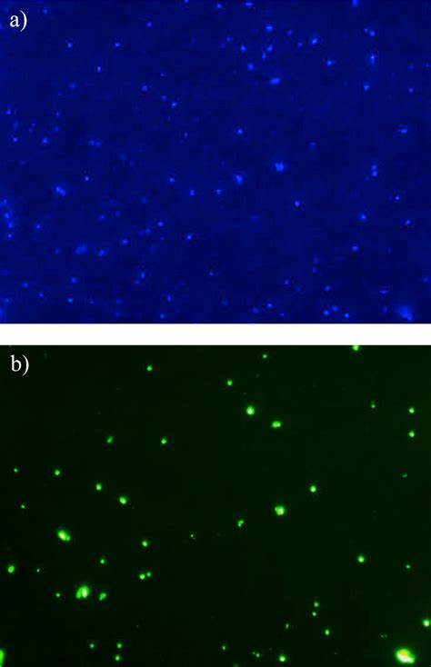Fig S A Image Of DAPI Staining Of Microorganisms In The Water Download Scientific Diagram
