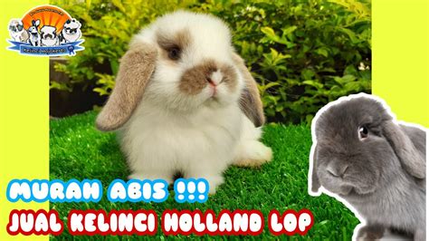Kelinci Holland Lop | Jual Kelinci Holland Lop | Kelinci Holland Lop Murah | Kelinci Telinga ...