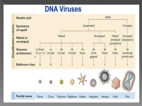 Classification Of Dna Virus Ppt Ppt