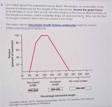 Lets Think About The Individual Muscle Fibers The