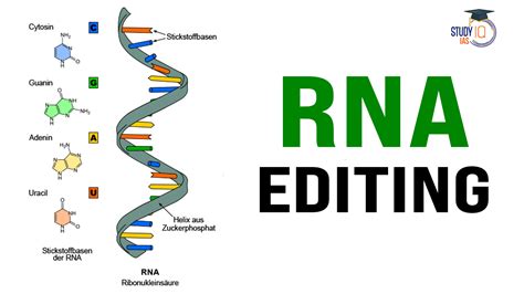 Rna Editing Applications And Associated Challenges