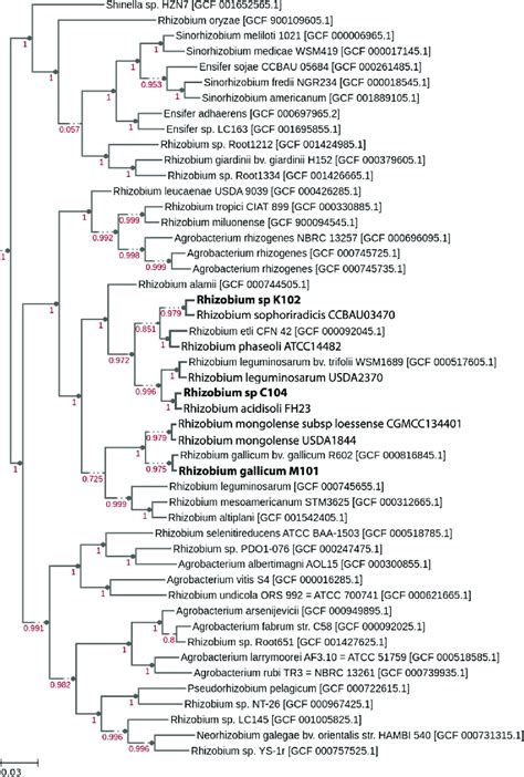 phylogenetic tree of sequenced rhizobial strains the phylogeny was