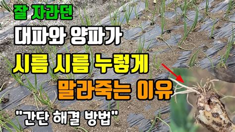 잘 자라던 대파와 양파가 시름시름 노랗게 마르고 죽는 이유 간단 해결 방법 대파양파 추비웃거름 대파키우기 Youtube