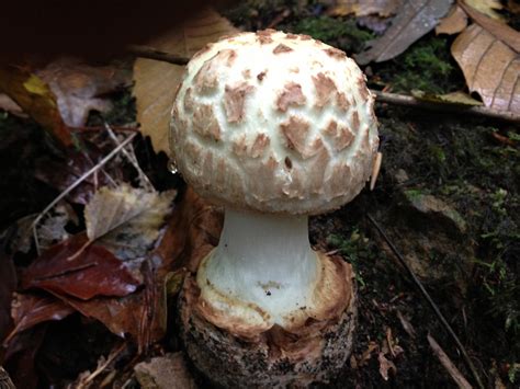 False Deathcap