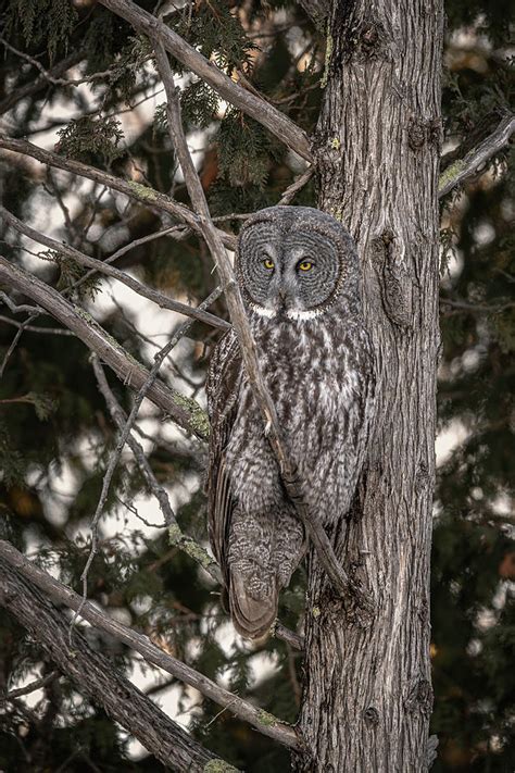 in sight hiding photograph by nick kalathas nature s moments fine art