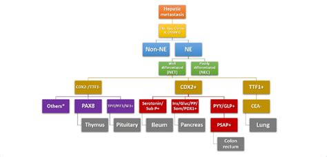 practical diagnostic algorithm for the identification of the unknown