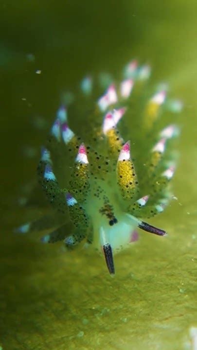 Small Cute Nudibranch Youtube