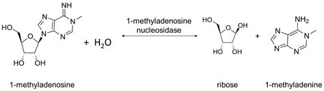 Ribonucleoside Hydrolasesstructure Functions Physiological Role And Practical Uses