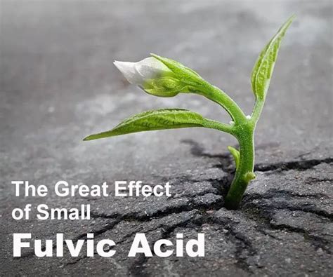 The Great Effect Of Small Fulvic Acid Wellyou Tech