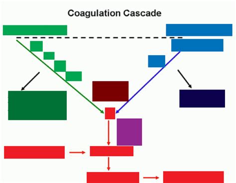 Unit 2 Secondary Hemostasis Coagulation Factors And Routine Testing Diagram Quizlet