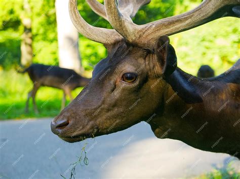 Premium Photo A Young Fallow Deer Eats Green Grass In The Park On A