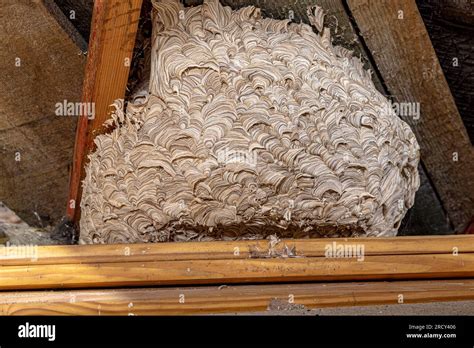 Domestic House Wasps Nest Hi Res Stock Photography And Images Alamy