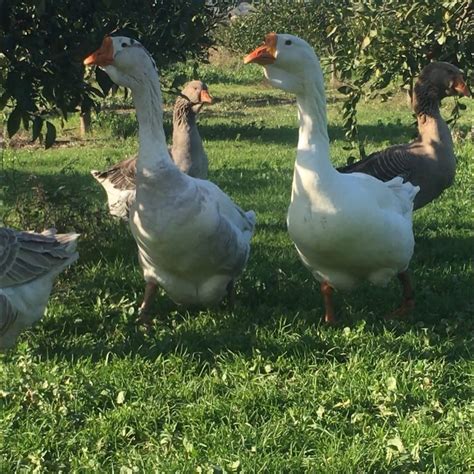 #kholmogory #goose #geese #kaz #kazeti... - TEOS Kaz Çiftliği