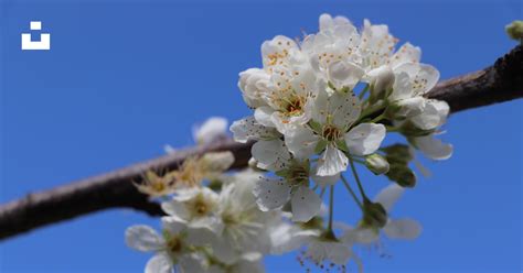 흰 꽃이있는 가지 사진 Unsplash의 무료 사쿠라 플라워 이미지
