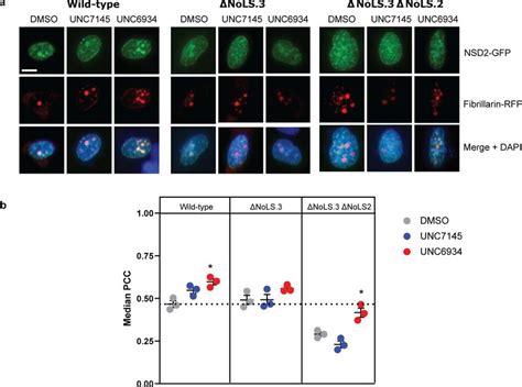 Deletion Of The Nucleolar Localization Sequences Significantly Reduces