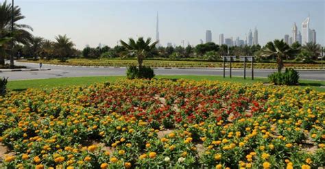 Dubai Has More Trees Virgin Radio Dubai