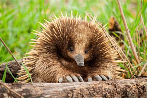 Are Marsupials Mammals Exploring Their Evolutionary Journey A Z Animals