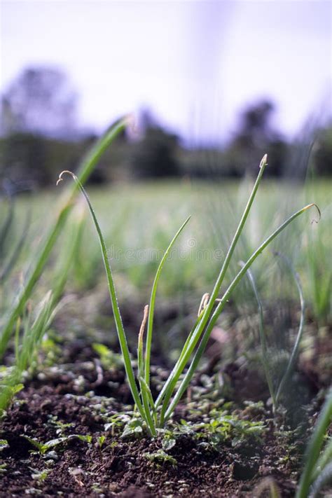 Young Organic Shallot Plantation On Out Of Focus Background It S In
