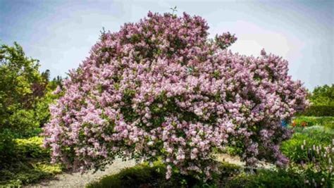 How To Grow And Care For A Lilac Tree Complete Guide