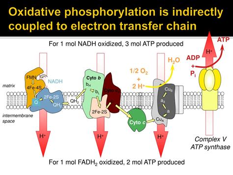 Ppt Oxidative Phosphorylation Powerpoint Presentation Free Download