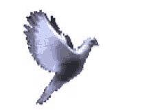 Animated Dove Flying S Tenor