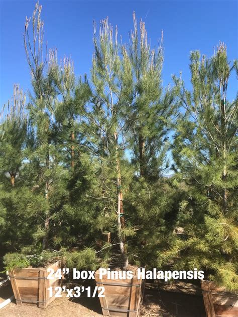 Buy Pinus Halepensis Standard Aleppo Pine Bidscape