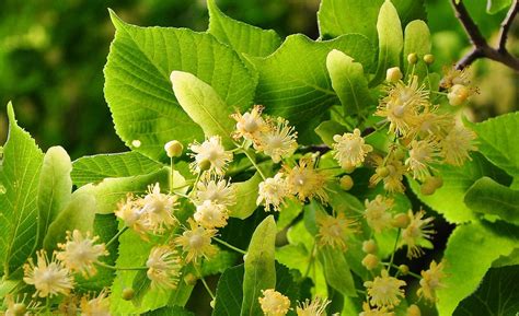 400 Free Linden And Nature Images Pixabay