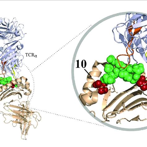 T Cell Interaction With A Pmhc Complex Rendered In Pymol Pdb Code