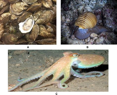 Mollusca Examples Mollusca Examples