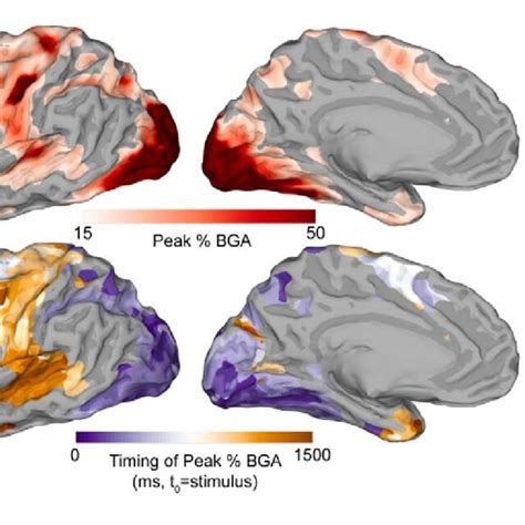 Cohort Broadband Gamma Activity Inferred With Surface Based Download Scientific Diagram