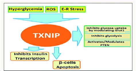 Txnip Associated Regulation Of Glucose Metabolism And Related