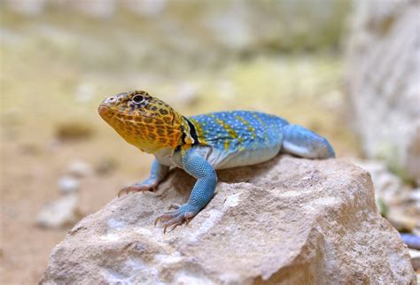 55 Of The Most Colorful Lizards In The World Color Meanings