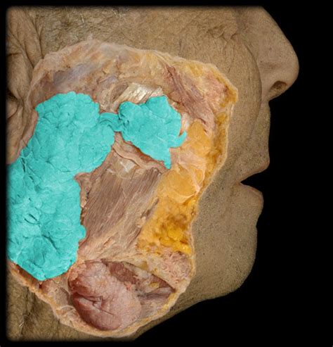 A P Lab Quiz Digestive System Part One Flashcards Quizlet