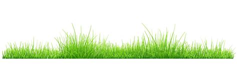 Premium Vector Green Grass Isolated On White Background Vector