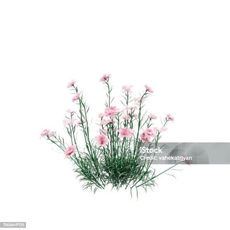 흰색 배경에 고립 장식 카네이션 야생 식물 3d 렌더링 일러스트레이션 0명에 대한 스톡 사진 및 기타 이미지 0명 글로코스 꽃 나무 Istock