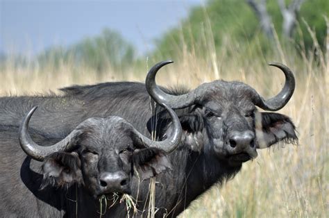 Definitive Guide To African Buffalo Facts Habitat Conservation Status