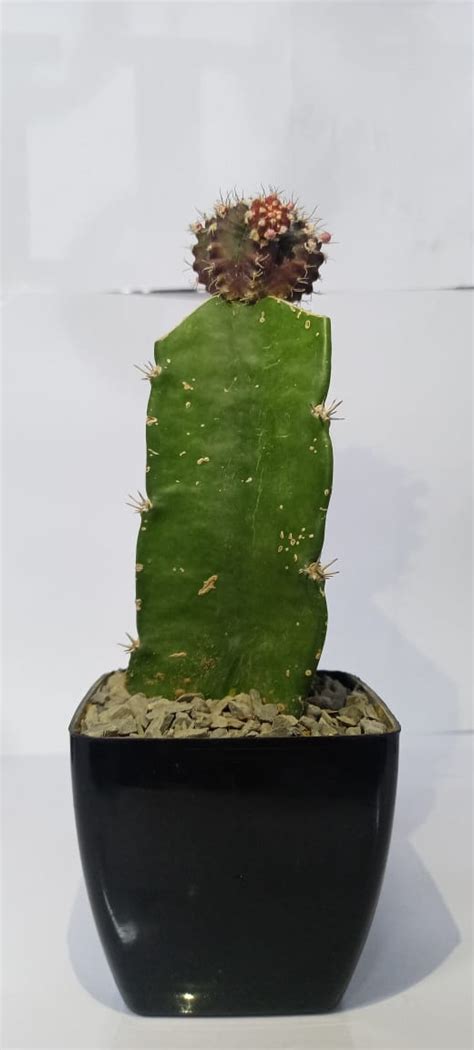 Cactus Graph Plantroops