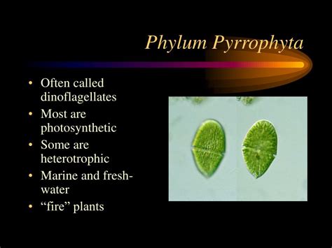 Ppt Kingdom Protista Powerpoint Presentation Free Download Id360448