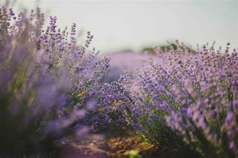 [lets Fight Eczema 5] 5 Essential Oils For The Eczema Sufferer