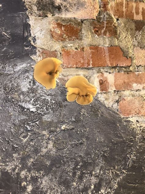 Mushrooms Growing Out Of The Wall In The Melting Pot Downtown R