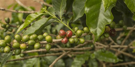 A Cadeia Produtiva Do Café No Brasil Importância Processos E