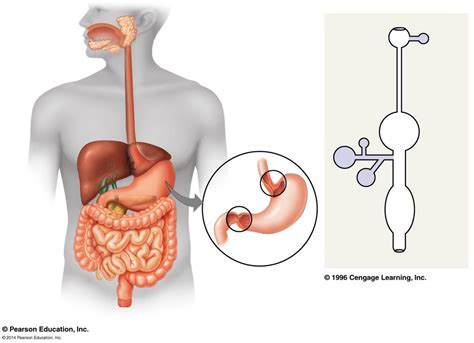 Freshmen Biology Diagrams Body Systems Digestive System Flow