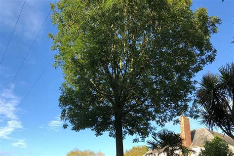 The Elm And The Ash William Garvey Furniture Designers Makers