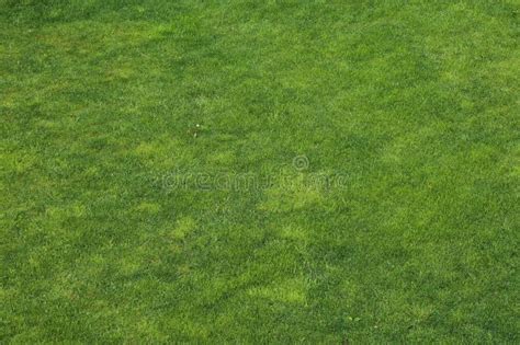 Trimmed Green Grass Background Stock Image Image Of Surface Mowed