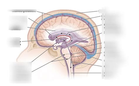 Csf Flow Diagram Quizlet