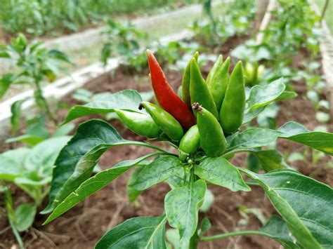 Infinix Hot First Impressions Philippines Still The Budget King