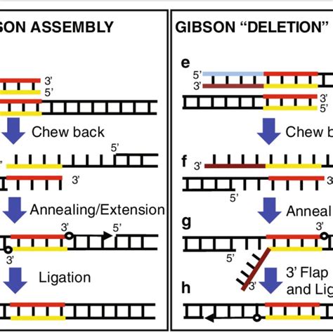 Deletion Of Increasing Amount Of Dna And Simultaneous Insertion Of